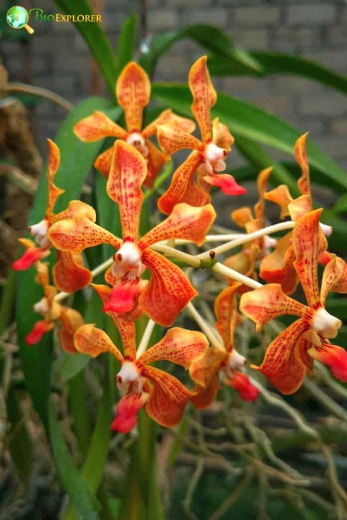 Colorful Orchids | Top 25 Must-See Vibrant Orchids | BioExplorer