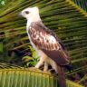 Types of Eagles | 68 Varieties of Eagles | BioExplorer