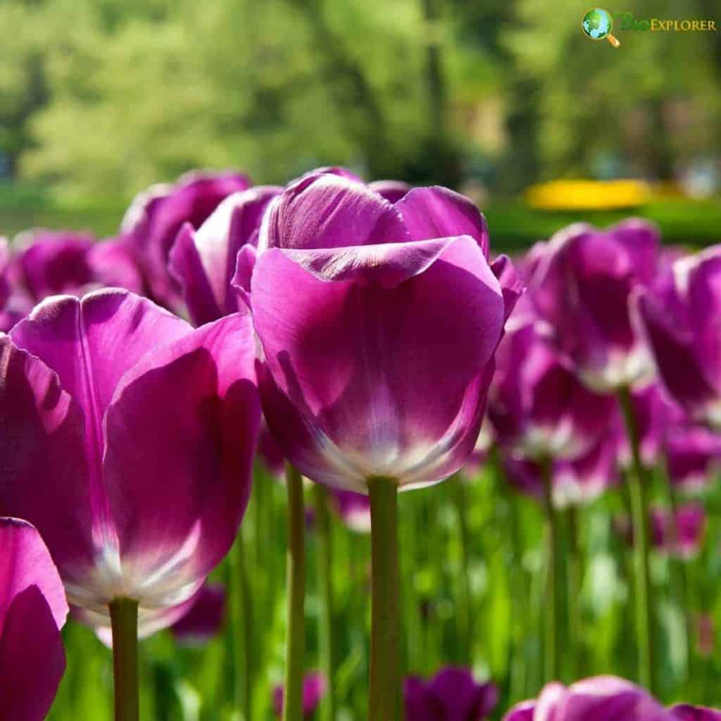 Top 25 Colorful Tulips | Guide to Vibrant Blooms | BioExplorer