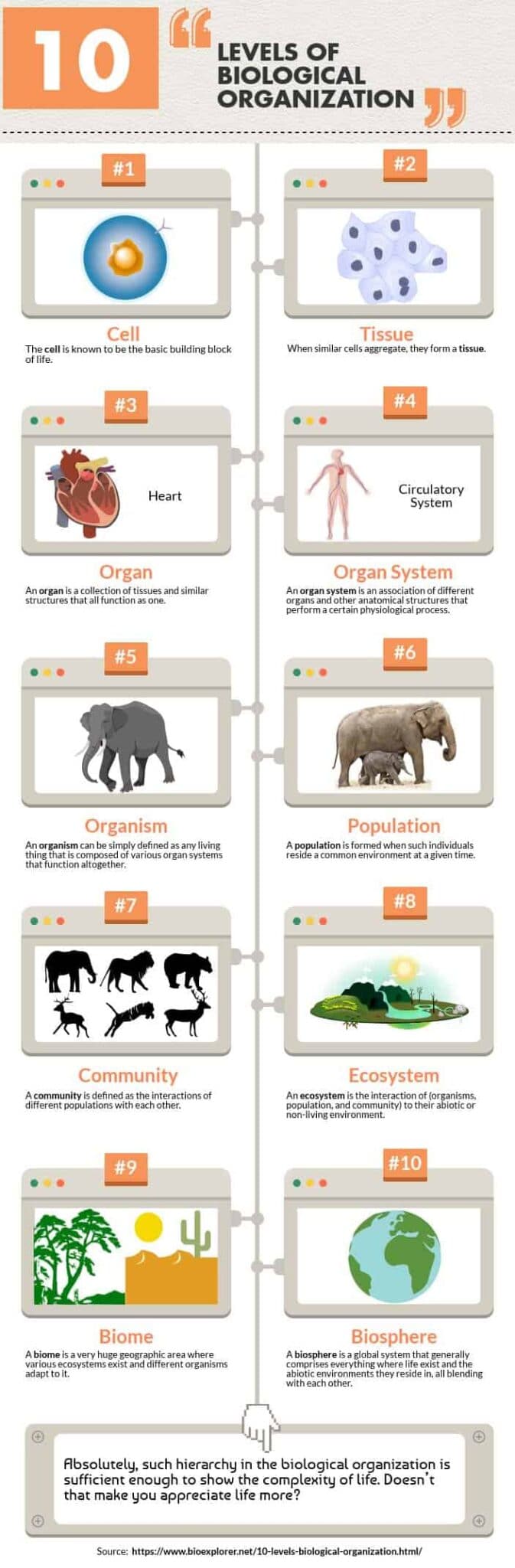 Levels of Biological Organization | 10 Levels of Organization | BioExplorer