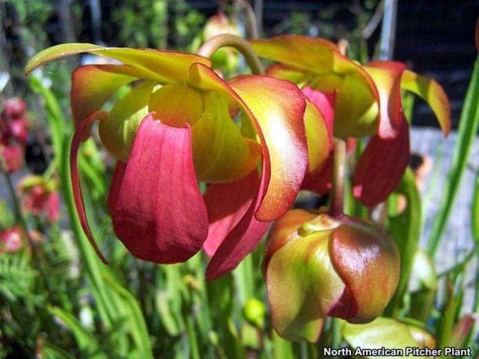 Top 25 Plants That Eat Bugs | Predator Plants | Carnivorous Plants ...