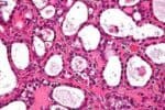 Top 25 Reproductive System Fun Facts (Updated 2023) | BioExplorer