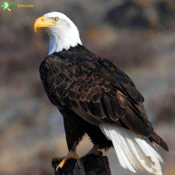 Types of Eagles | 68 Varieties of Eagles | BioExplorer