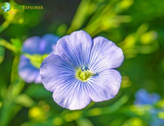 Top 43 BEST Blue Flowers | Mesmerizing Blue Blossoms | Pictures