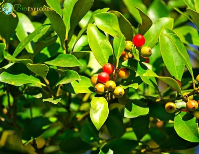 Holly Flowers | Top 21 Holly Flowers For Your Garden! | BioExplorer