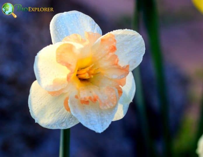 Narcissus Flowers | Top 25 Daffodil Varieties You Need To Know