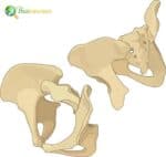 Top 15 Anatomy & Physiology News In 2019 - BioExplorer