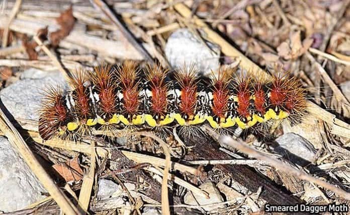 World's Top 15 Poisonous Caterpillars | Venomous Caterpillars