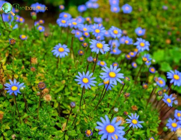 Top 43 BEST Blue Flowers | Mesmerizing Blue Blossoms | Pictures