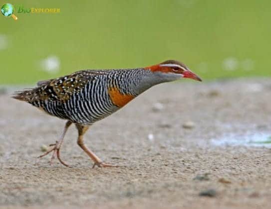 Top 34 Flightless Birds of All Times You Need To Know!