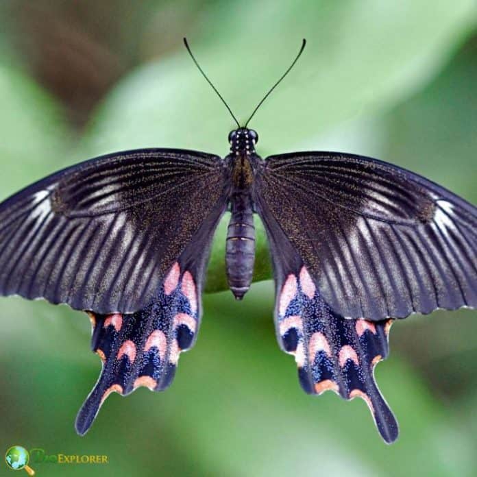 25 Colorful Butterflies | Most Colorful Butterfly Species In the World