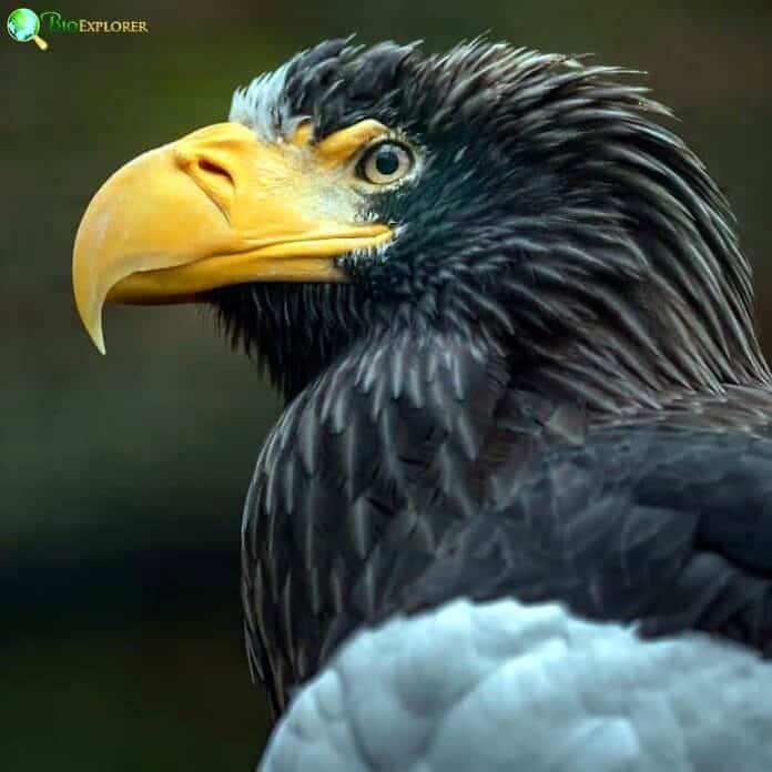 Types of Eagles | 68 Varieties of Eagles | BioExplorer