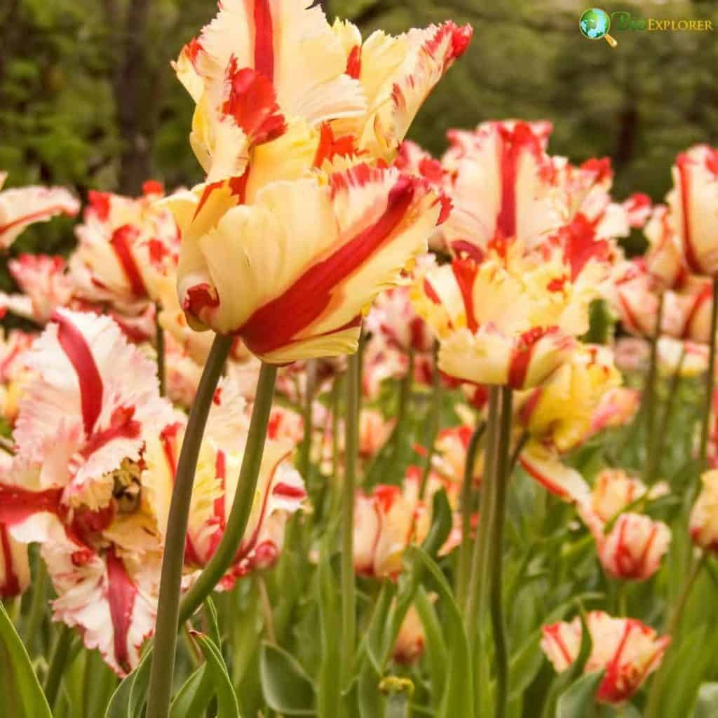 Top 25 Colorful Tulips | Guide to Vibrant Blooms | BioExplorer