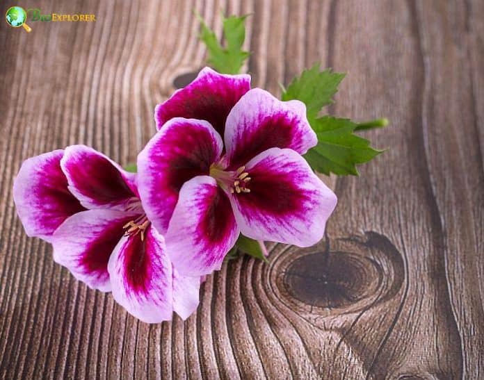 Top 25 Bicolor Flowers | Nature's Two-Toned Wonders!