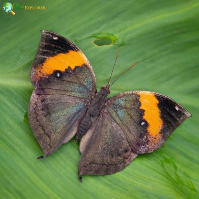 25 Colorful Butterflies | Most Colorful Butterfly Species In the World