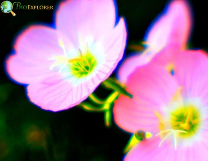 Blooming Texas: 25 Gorgeous Native Flowers Revealed!