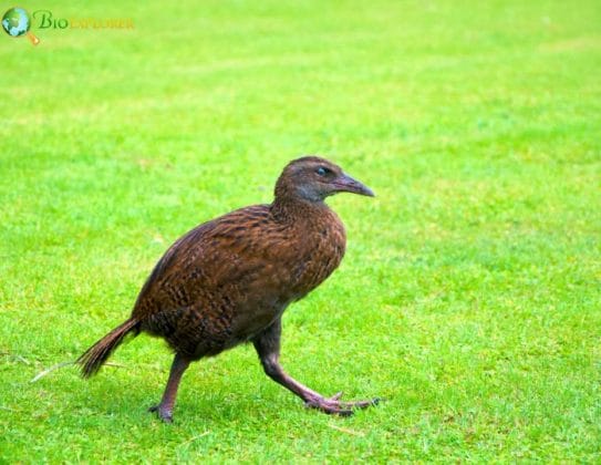 Top 34 Flightless Birds of All Times You Need To Know!
