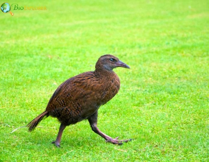 Top 34 Flightless Birds of All Times You Need To Know!