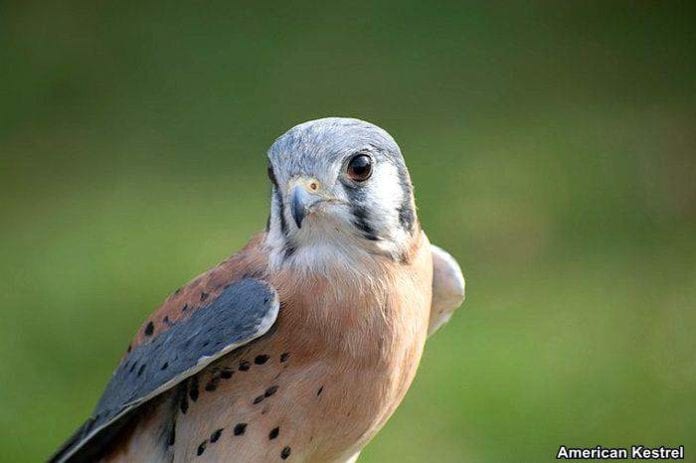 Top 15 Amazing Birds of Colorado | Regional Colorado Birds | BioExplorer