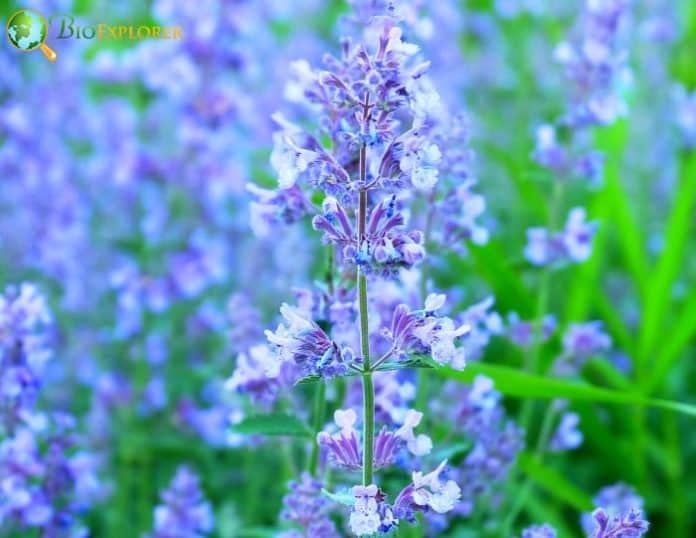 Top 43 BEST Blue Flowers | Mesmerizing Blue Blossoms | Pictures