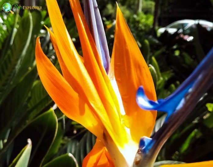 Top 25 Bicolor Flowers | Nature's Two-Toned Wonders!