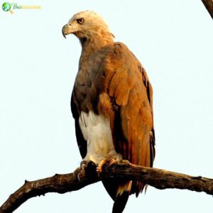 Types of Eagles | 68 Varieties of Eagles | BioExplorer