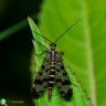 Insect Orders | 28 Different Types of Insects | BioExplorer
