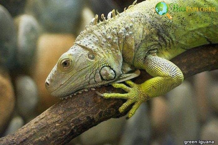 Top 26 Animals With BEST Eyesight (Visual Adaptations)