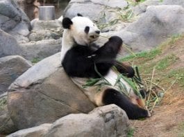 31 Fun Facts About Pandas (#20th Fact Is Very Intriguing)