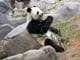 31 Fun Facts About Pandas (#20th Fact Is Very Intriguing)