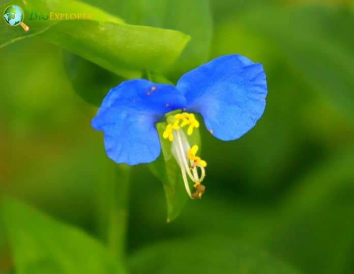 Top 43 BEST Blue Flowers | Mesmerizing Blue Blossoms | Pictures