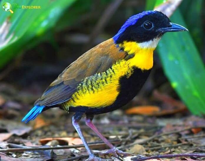 Top 25 Rare Birds of All Time | BioExplorer