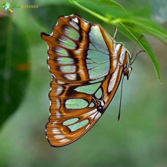 25 Colorful Butterflies | Most Colorful Butterfly Species In the World