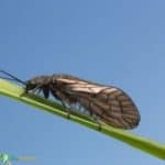 Insect Orders | 28 Different Types of Insects | BioExplorer