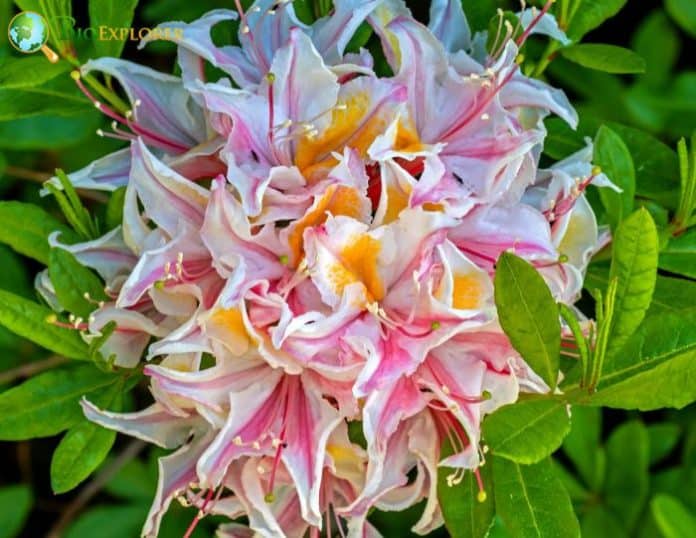 Azalea Flowers | 29 Types of Azaleas | Plant Care | Pictures