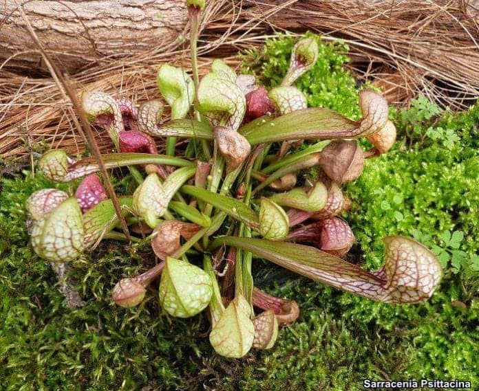 Top 25 Plants That Eat Bugs | Predator Plants | Carnivorous Plants ...