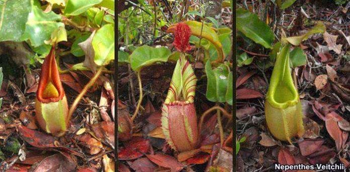 Top 25 Plants That Eat Bugs | Predator Plants | Carnivorous Plants ...