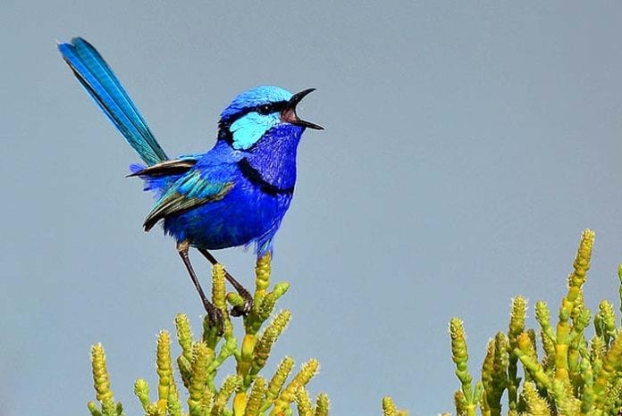 Colorful Birds | 35 Most Beautiful Birds | Pretty Birds of All Times
