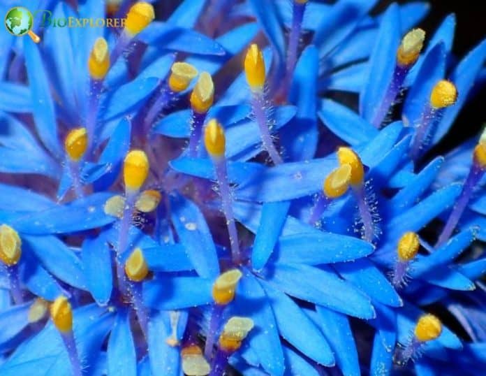Top 43 BEST Blue Flowers | Mesmerizing Blue Blossoms | Pictures