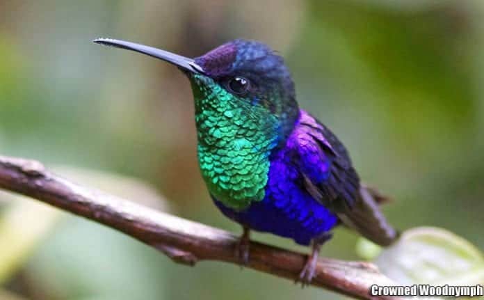 Colorful Birds | 35 Most Beautiful Birds | Pretty Birds of All Times