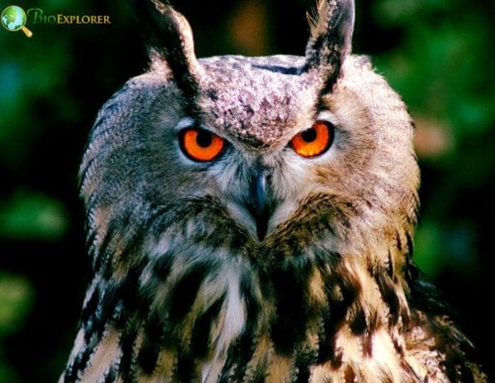 Washington Birds | Top 26 Must-See Birds of Washington State | BioExplorer