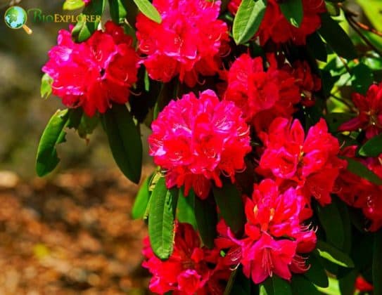Azalea Flowers | 29 Types of Azaleas | Plant Care | Pictures