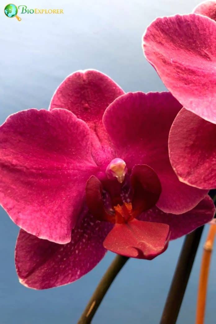Colorful Orchids | Top 25 Must-See Vibrant Orchids | BioExplorer