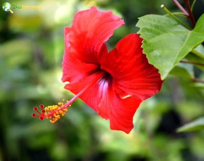 Hibiscus Varieties | Types of Hibiscus Flowers | BioExplorer