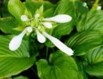Hosta Plantaginea | August Lily | Plantain Lily | Fragrant Flowers