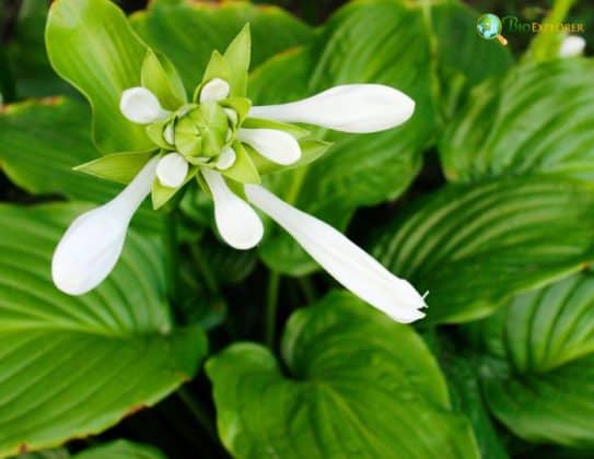 Hosta Plantaginea | August Lily | Plantain Lily | Fragrant Flowers