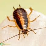 Insect Orders | 28 Different Types of Insects | BioExplorer
