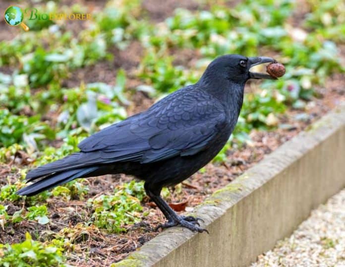 Carrion Crow | Corvus corone | Black Bird | BioExplorer