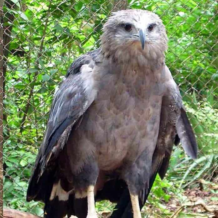 Types of Eagles | 68 Varieties of Eagles | BioExplorer