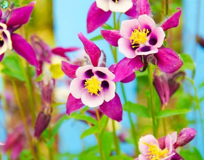 Top 25 Bicolor Flowers | Nature's Two-Toned Wonders!